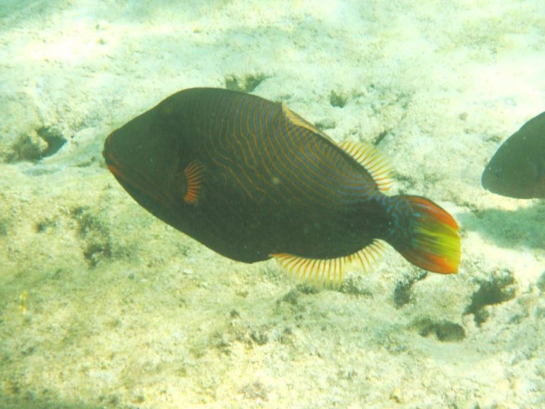 Tahiti – Part 3 – In the Footsteps of Captain Cook – Detomos Abroad