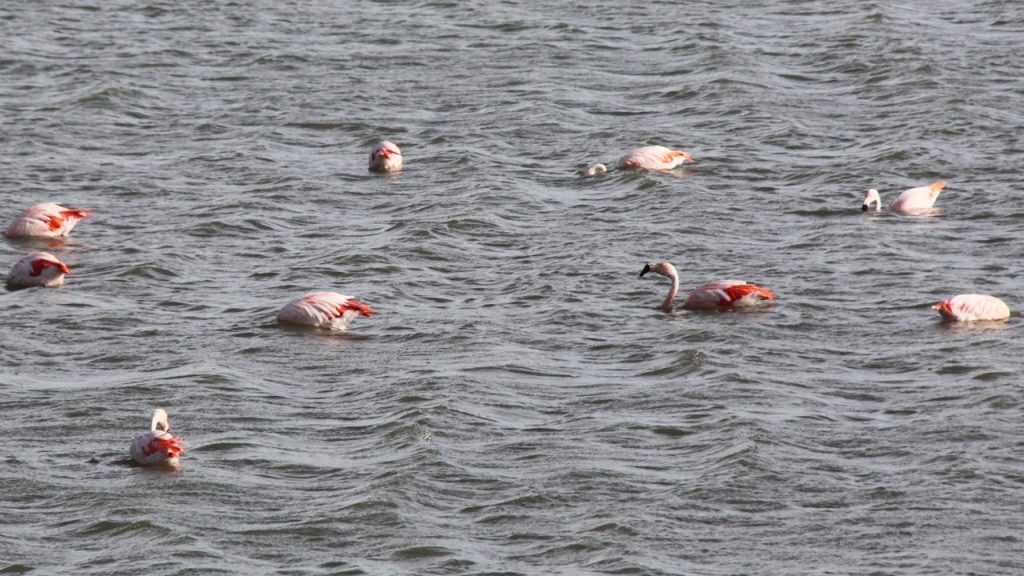 20 Flamingos at Lake Argentino at El Califate – Detomos Abroad