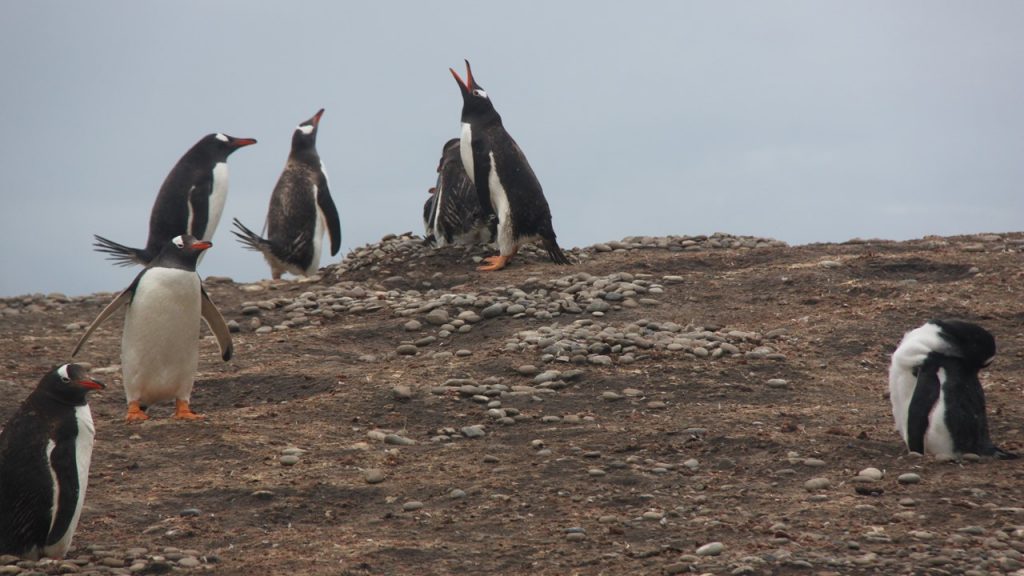 14 Gentoo Penguins Squawking – Detomos Abroad