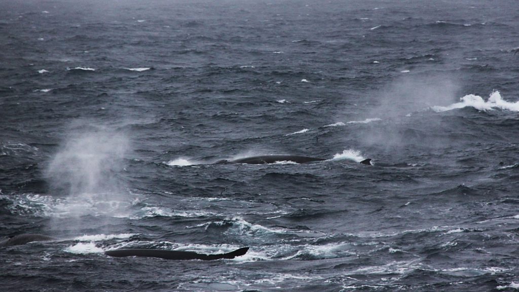 30 Sei Whale (front) and Fin Whale (back) Cruising with the Pod ...